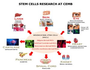 Stem Cell Research Lab – Centre of Excellence in Molecular Biology